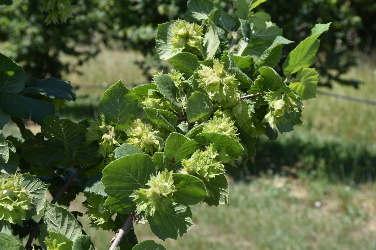 UNA NUEVA VARIEDAD DE AVELLANO EUROPEO: VITROGROUP ÚNICO REPRESENTANTE ...