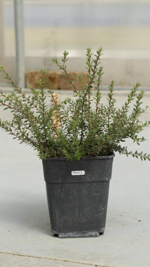 Chaura maceta - Viveros de Chile