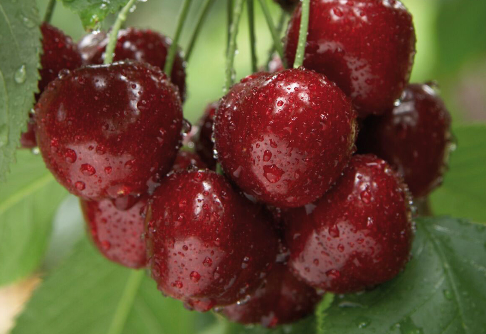 Análisis de la temporada frutícola y futuro de las agroexportaciones ...